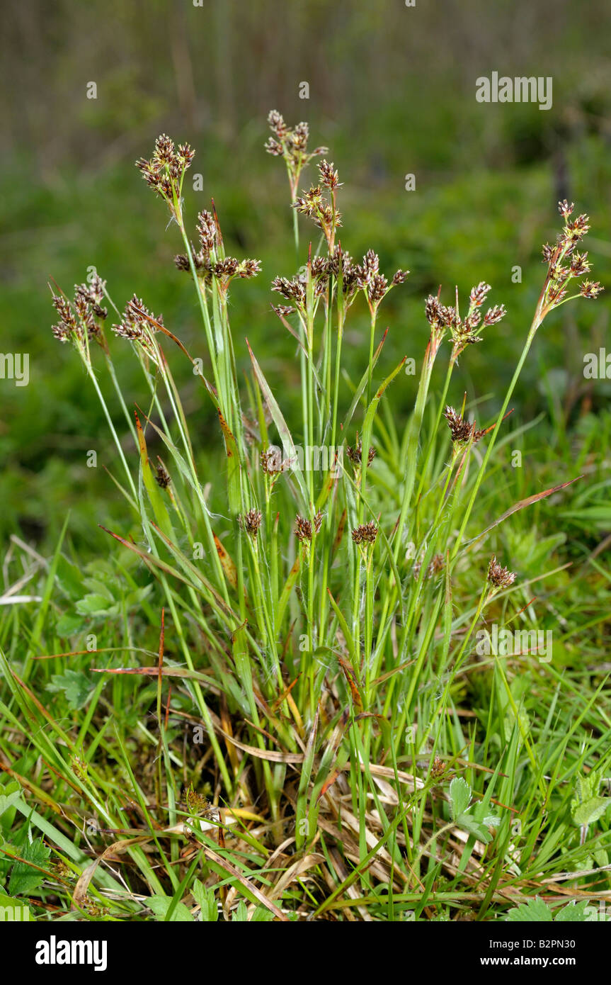 Juncus acutiflorus Banque de photographies et d’images à haute ...