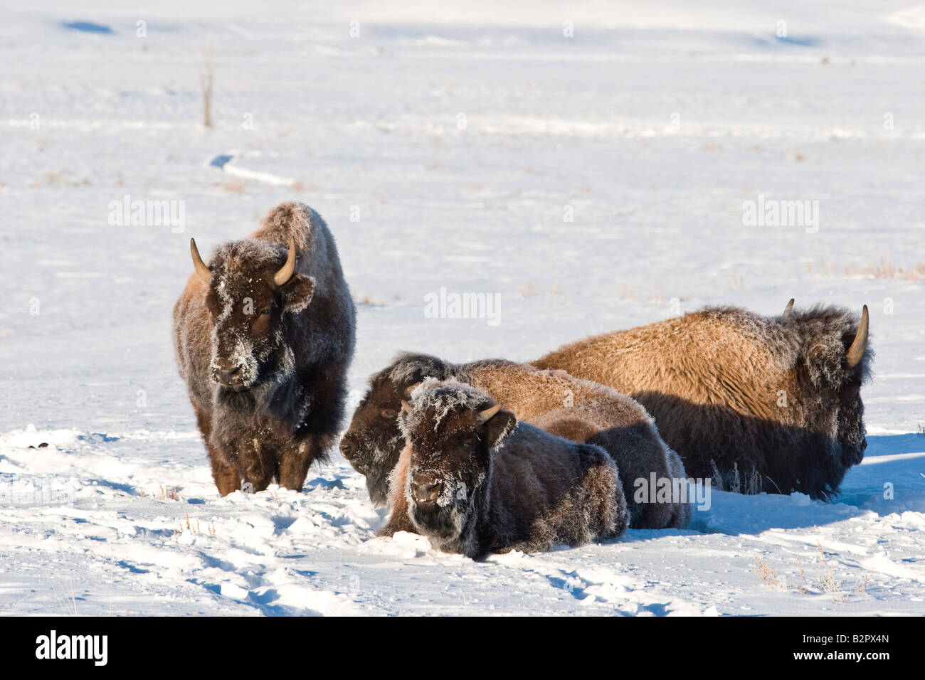 } {Bison bison bison dans la neige. Trente degrés au-dessous de 0 (F ...