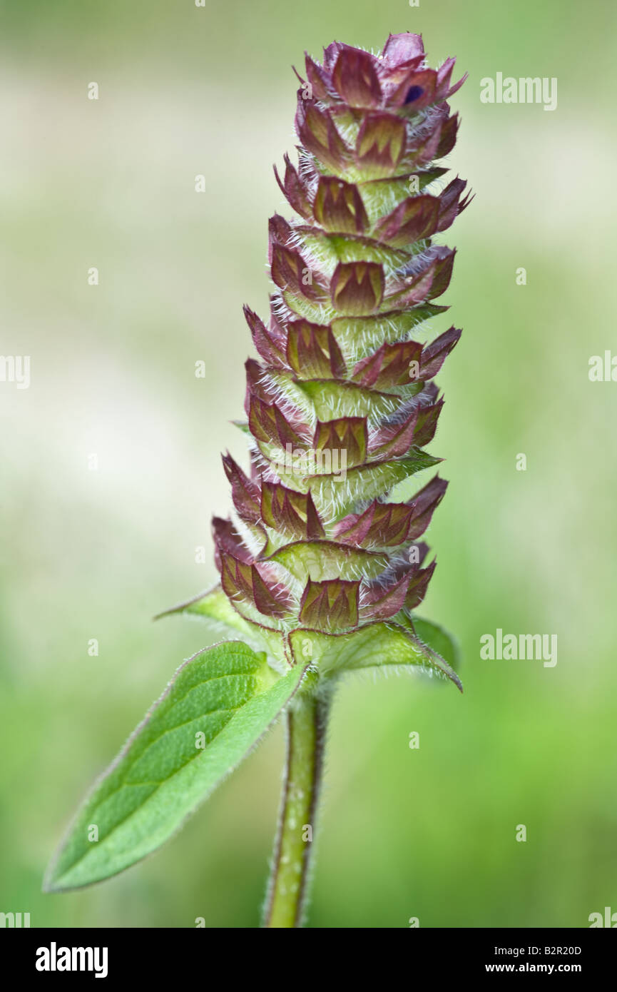 Bugle pyramidale ajuga pyramidalis Banque de photographies et d’images ...