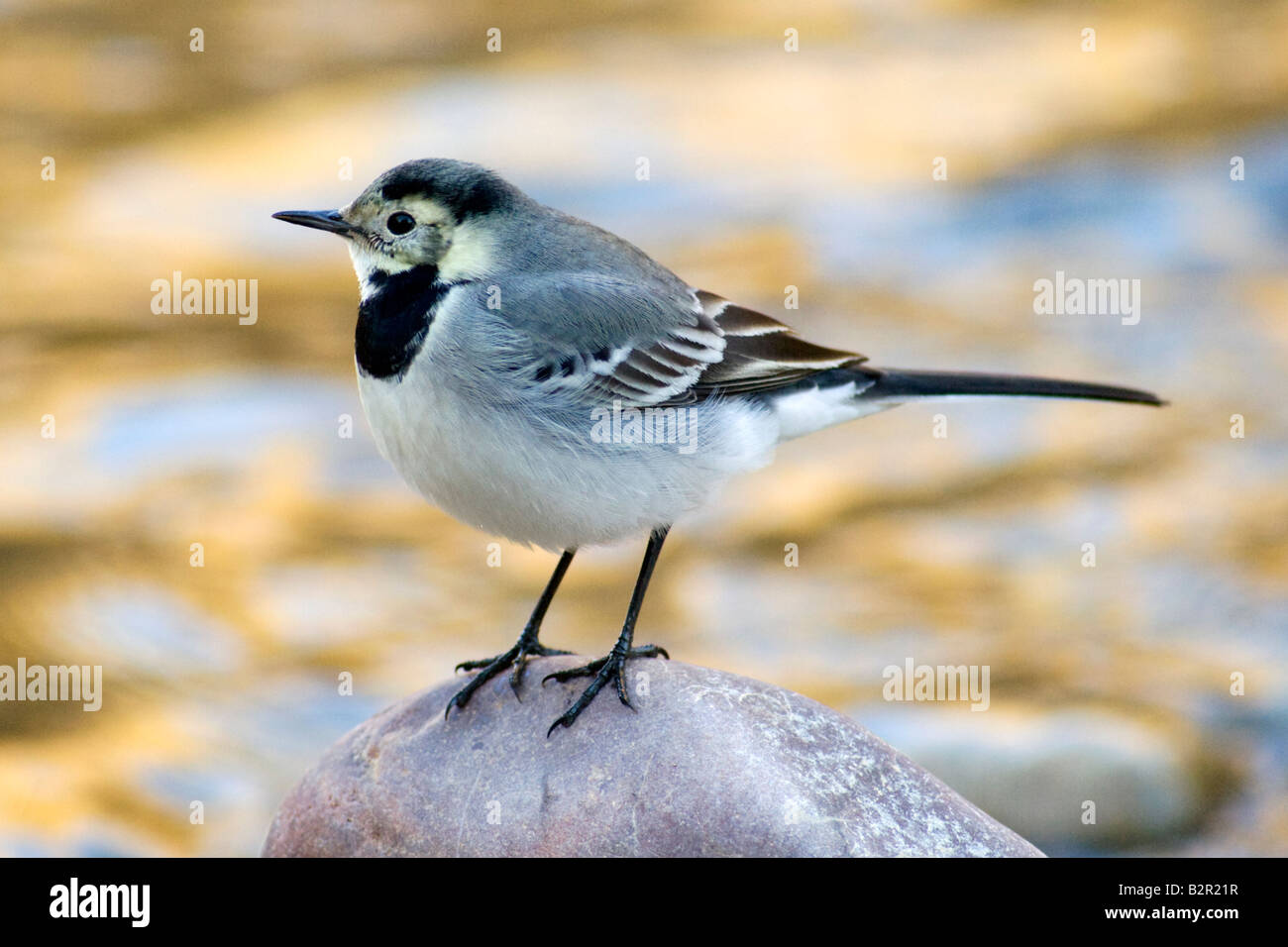 Bergeronnette sur une pierre Banque de photographies et d’images à haute résolution - Alamy