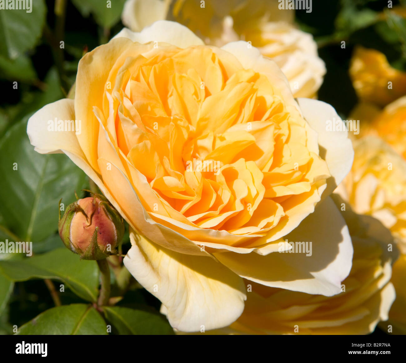 Ausmas rose Banque de photographies et d’images à haute résolution - Alamy
