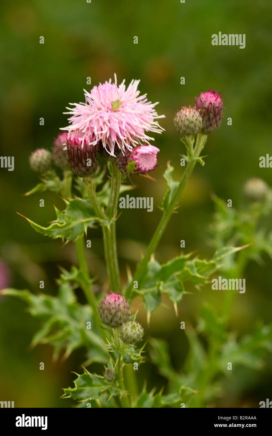 Tige rampante Banque de photographies et d’images à haute résolution ...