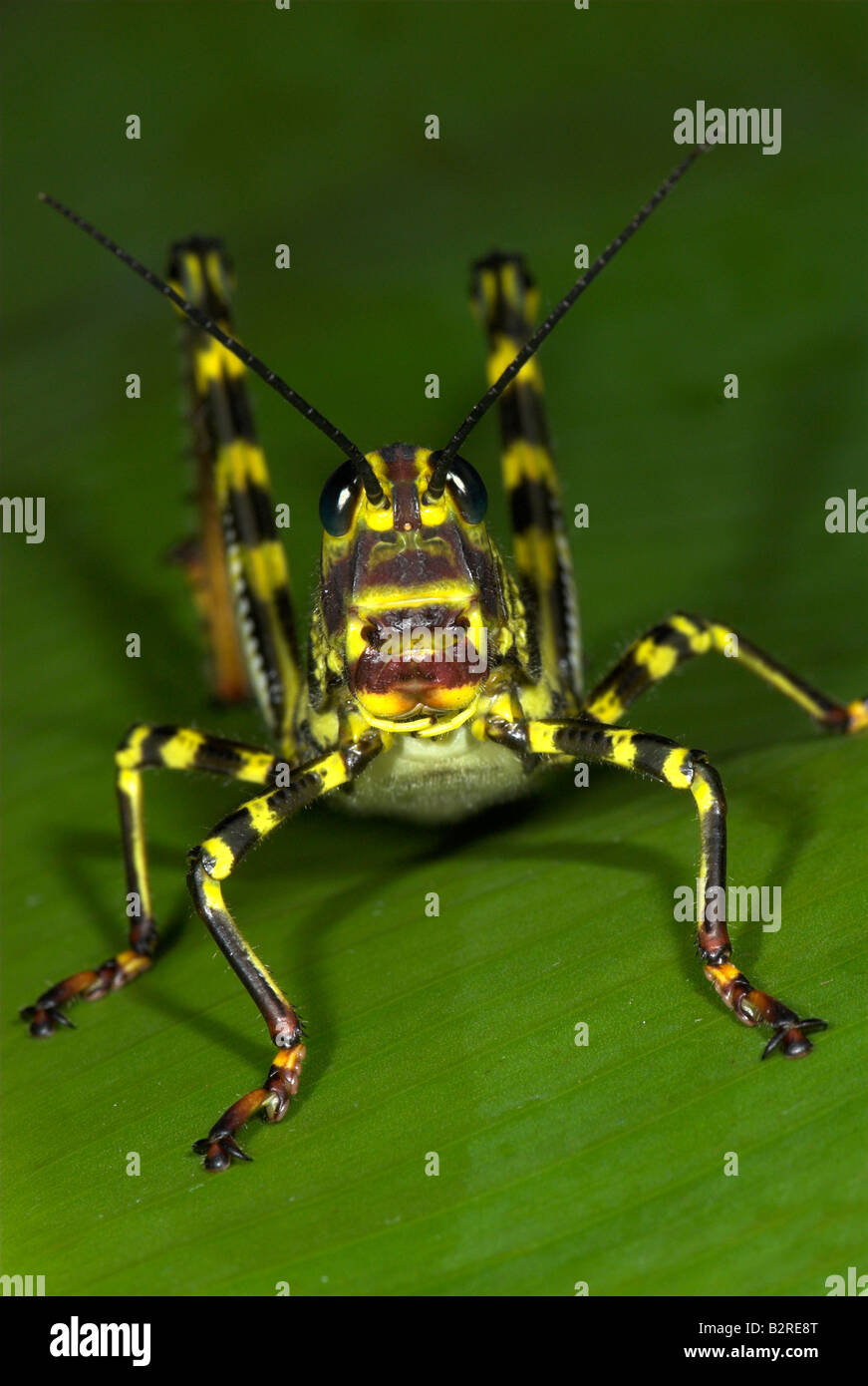 Tropidacris cristata Banque de photographies et d’images à haute ...