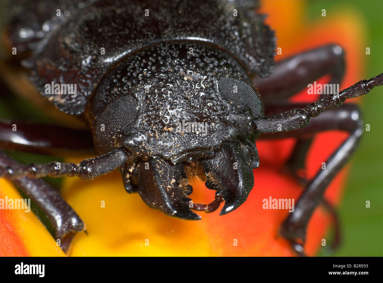 Beetle rainforest costa rica Banque de photographies et d’images à ...