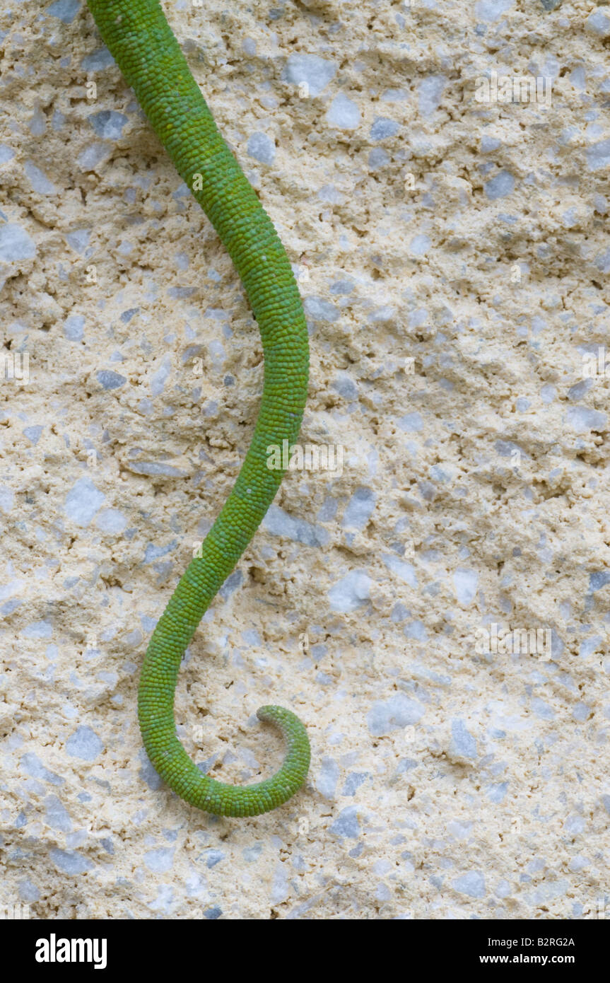 Queue de lézard Banque de photographies et d’images à haute résolution ...