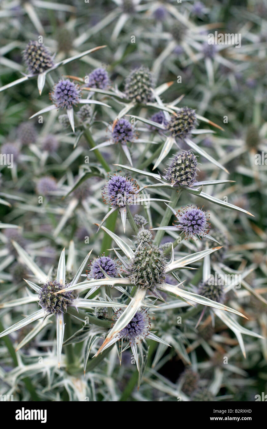 Eryngium variifolium Banque de photographies et d’images à haute ...