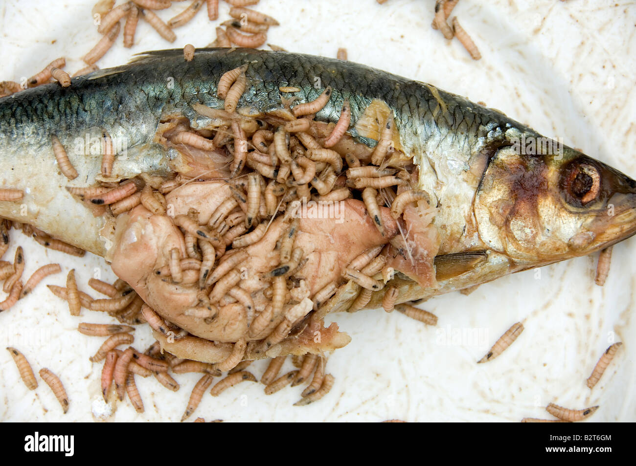 Poisson mort ramper d'asticots Photo Stock - Alamy