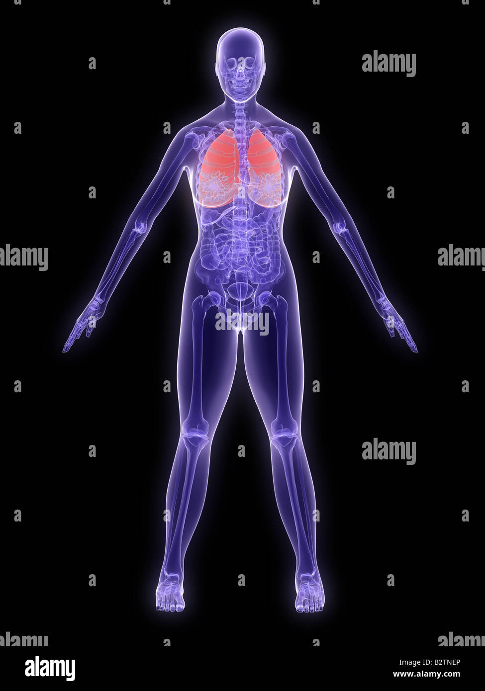 Anatomie pulmonaire Banque de photographies et d’images à haute ...