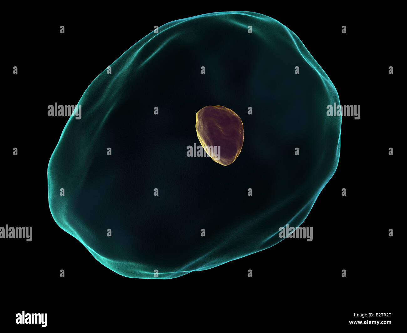 Cellule de culture Banque de photographies et d’images à haute ...