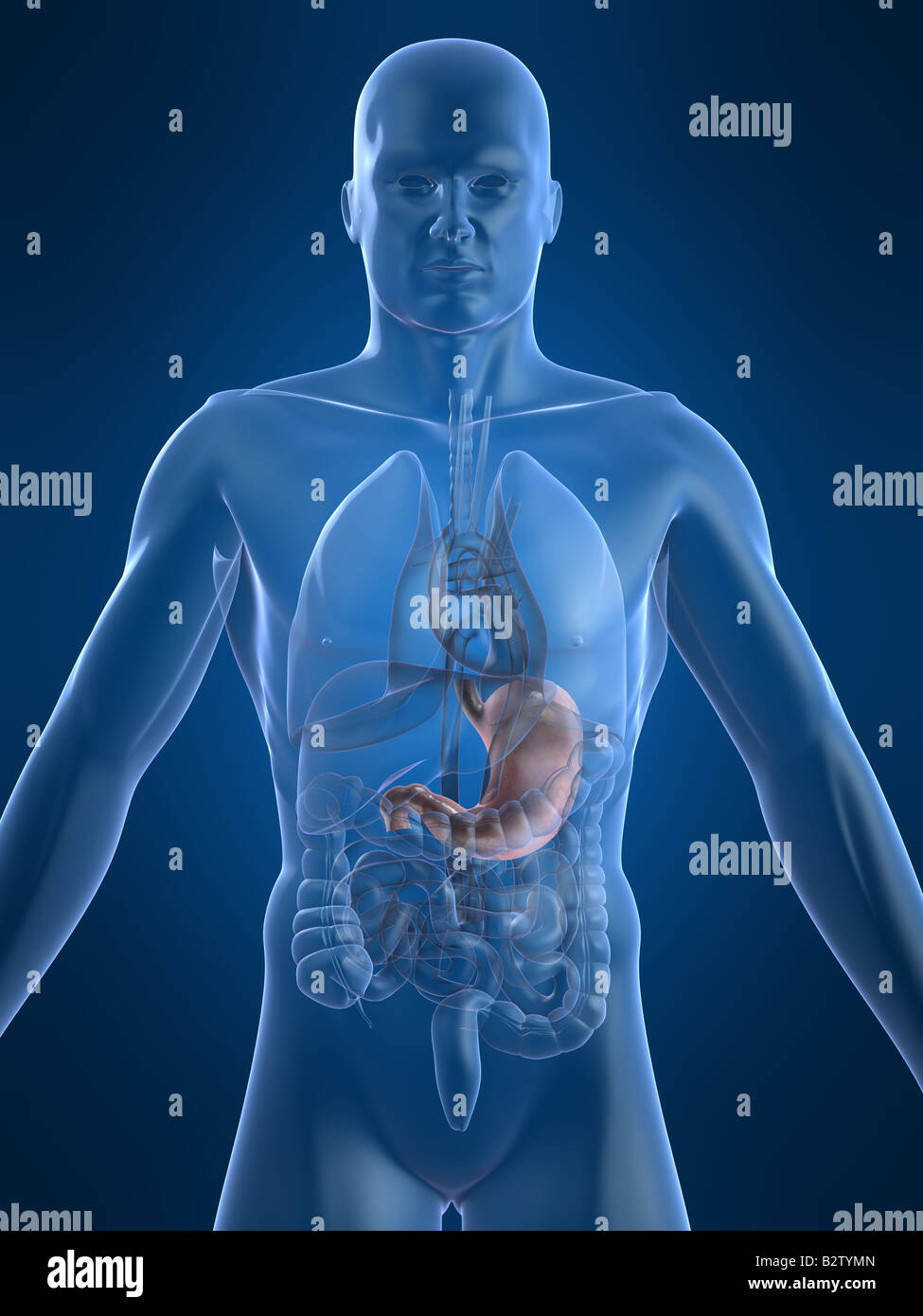 Anatomie de l'estomac humain Banque de photographies et d’images à ...