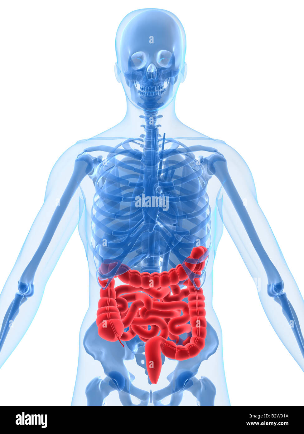 Human intestines Banque de photographies et d’images à haute résolution ...
