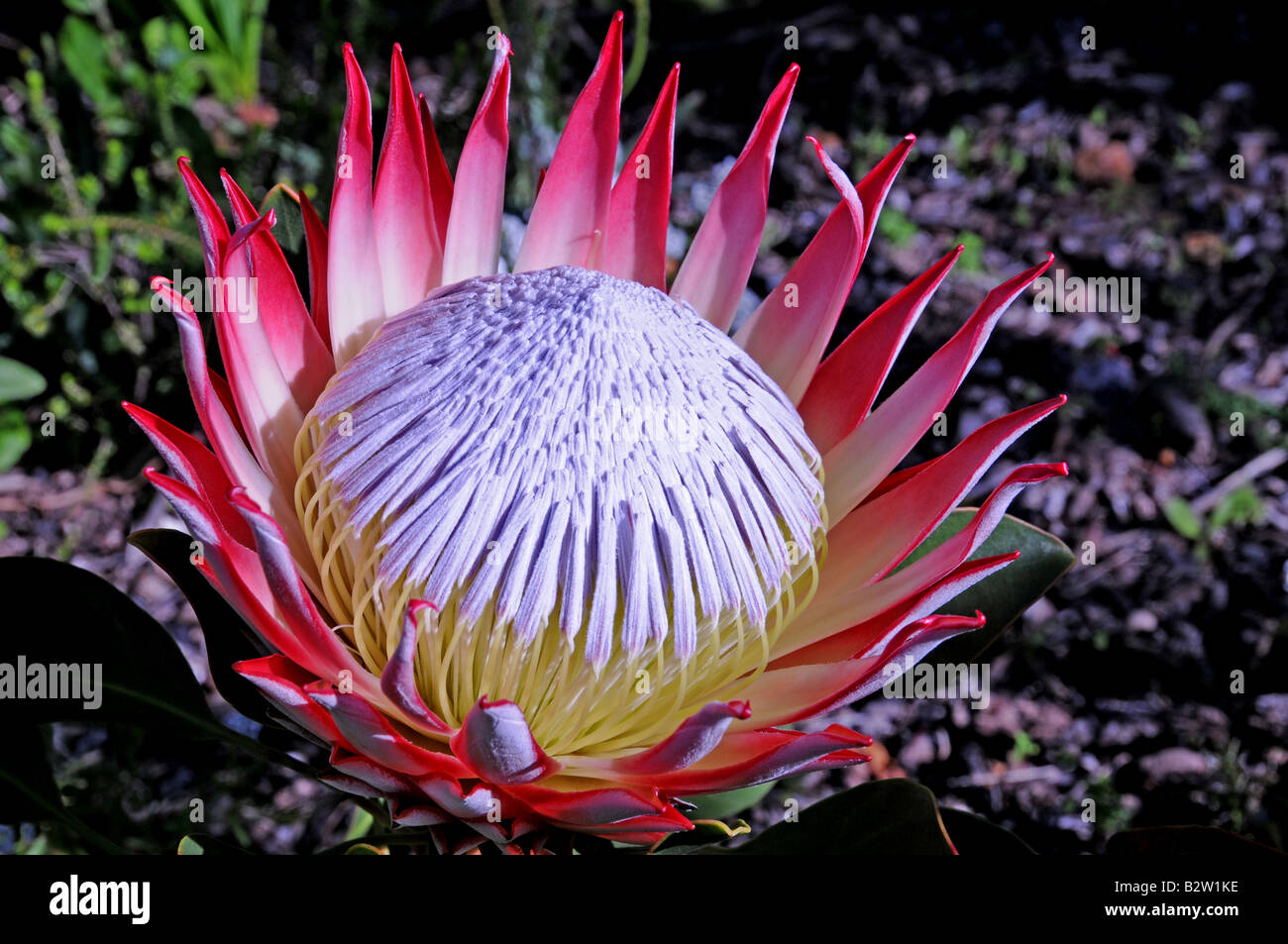 Close-up of photo:Protea, le géant de la beauté du cap ou King Protea ...