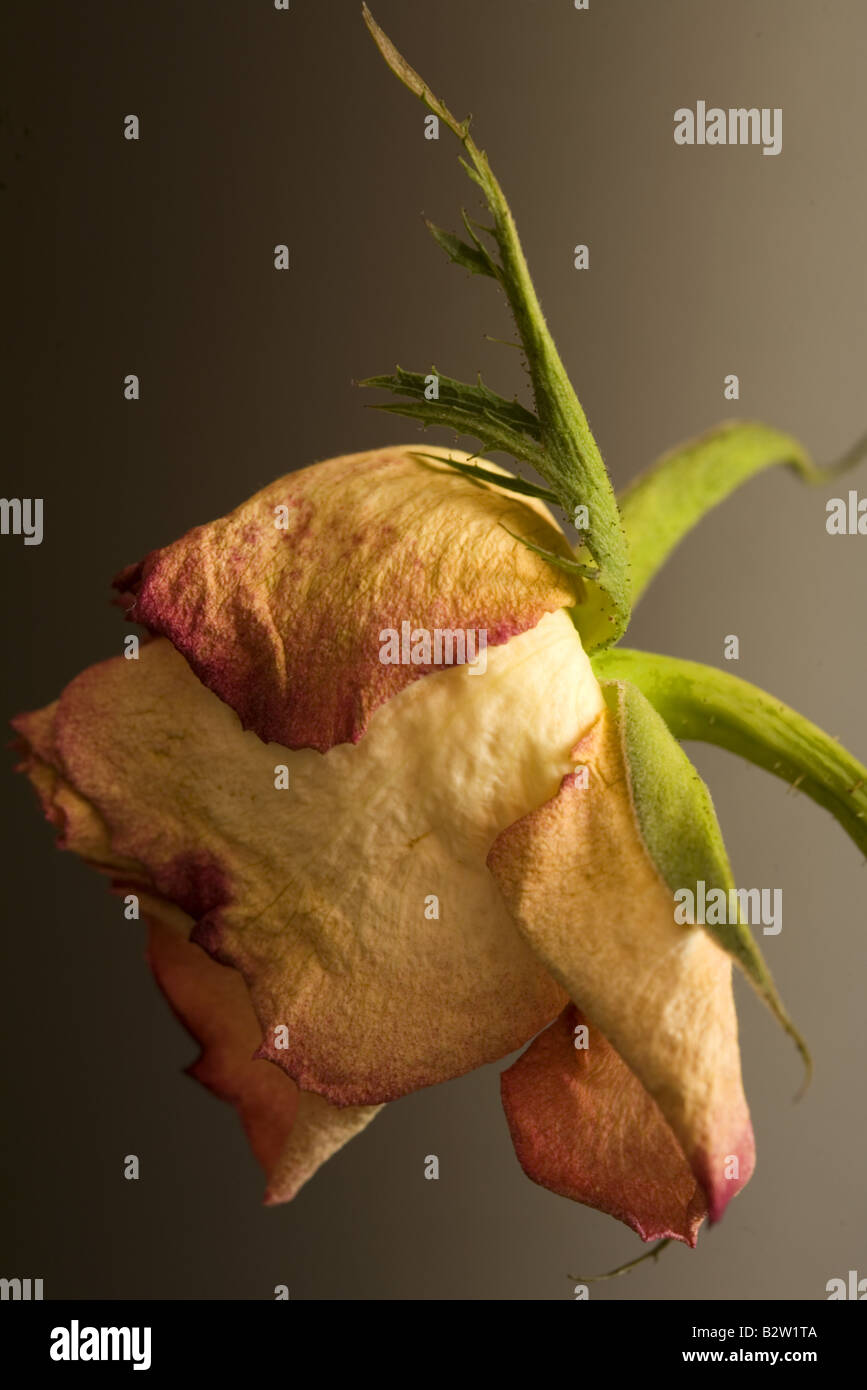 Rose morte Banque de photographies et d’images à haute résolution - Alamy