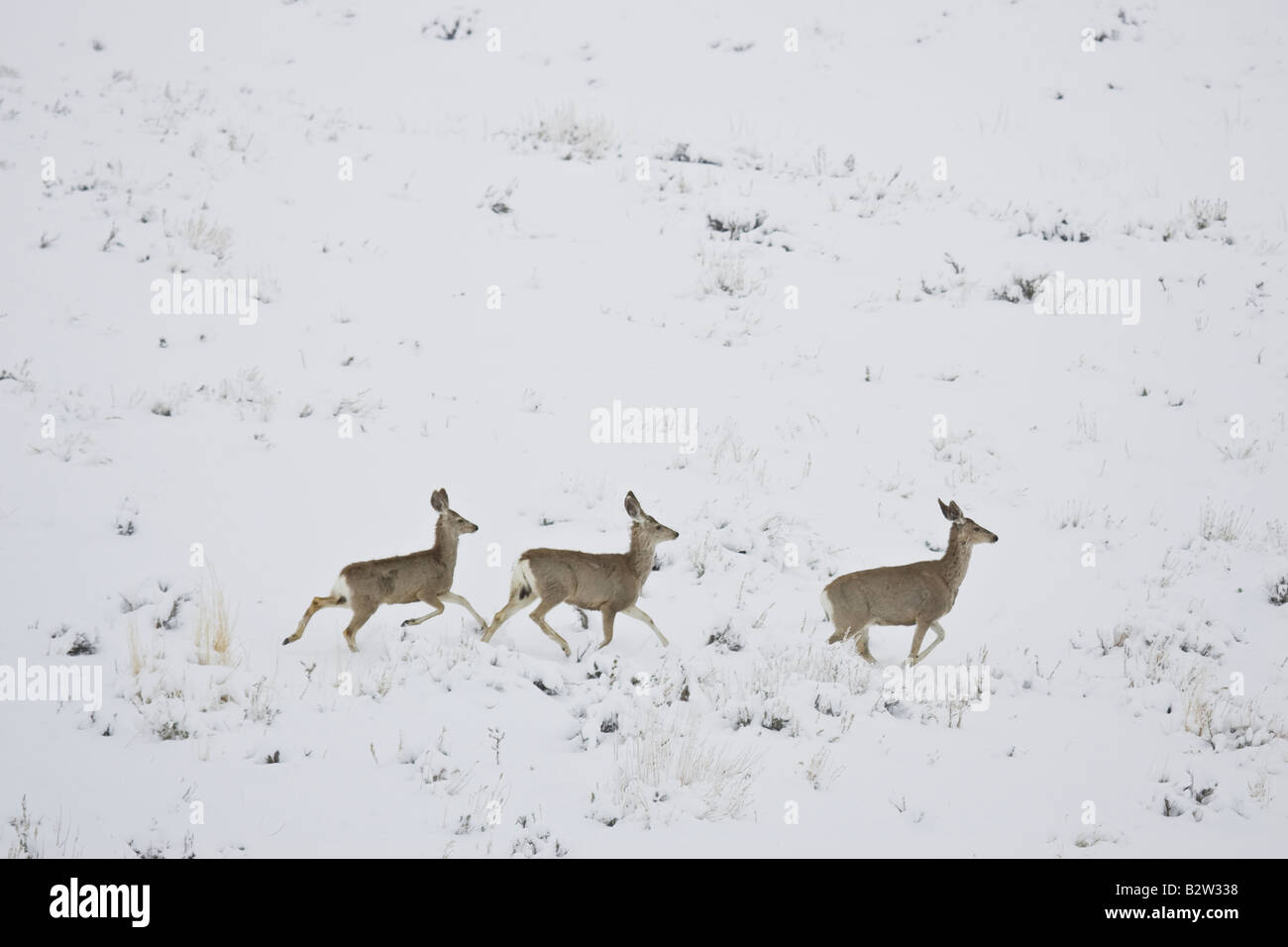 Cerf dans la neige Banque de photographies et d’images à haute ...