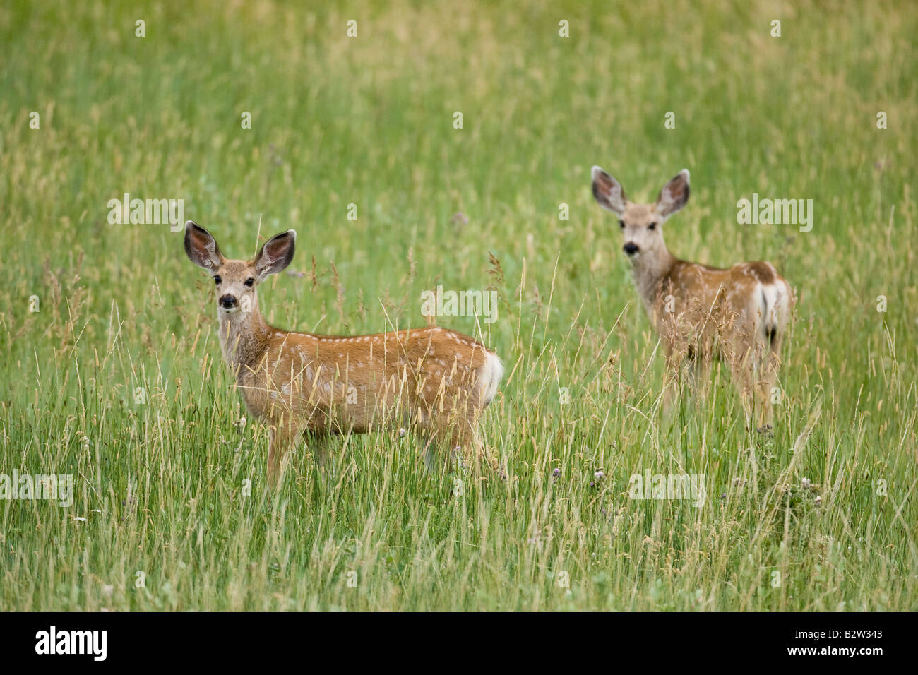 Cerf avec des faons Banque de photographies et d’images à haute ...
