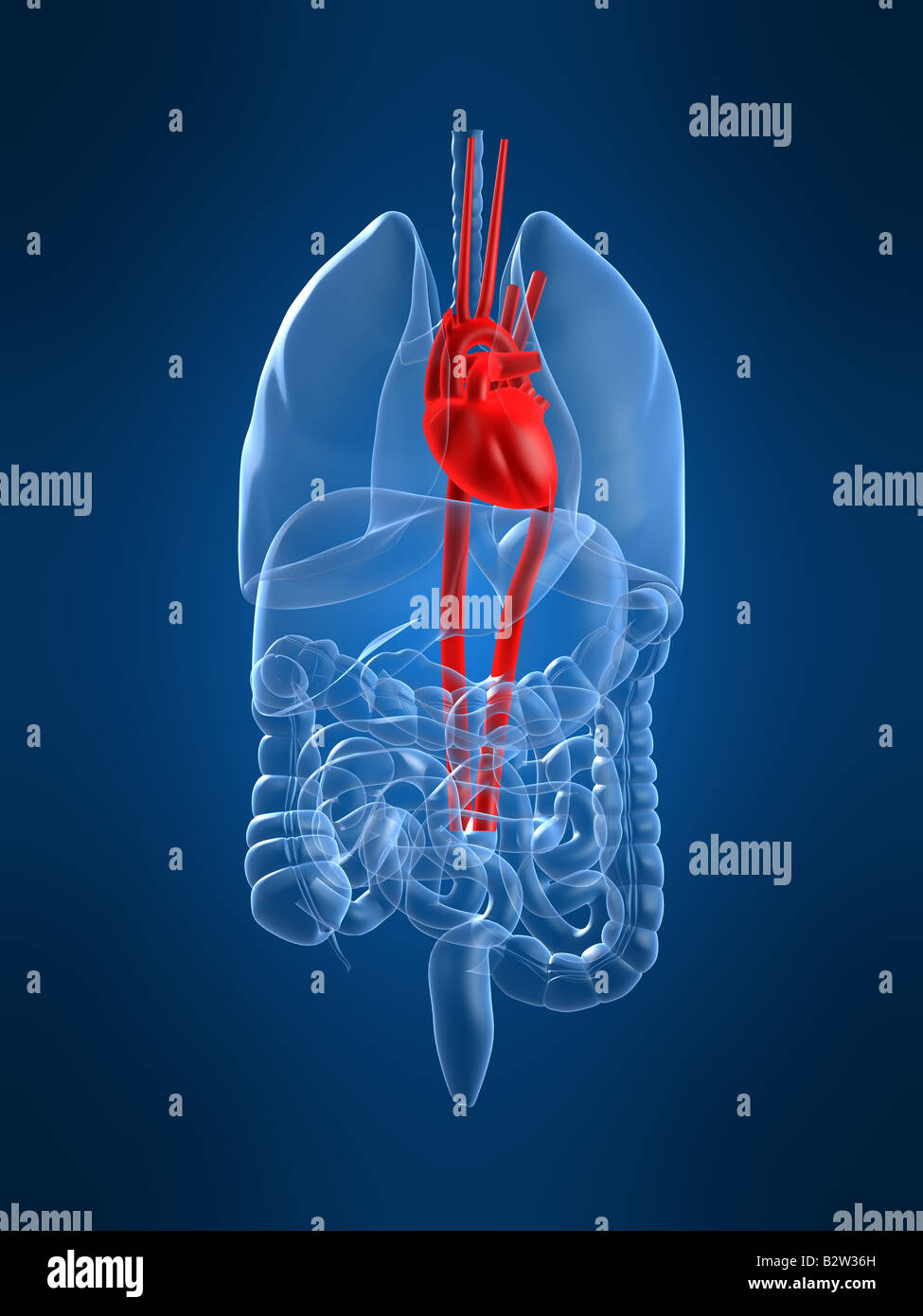 Un cancer du coeur Banque de photographies et d’images à haute ...