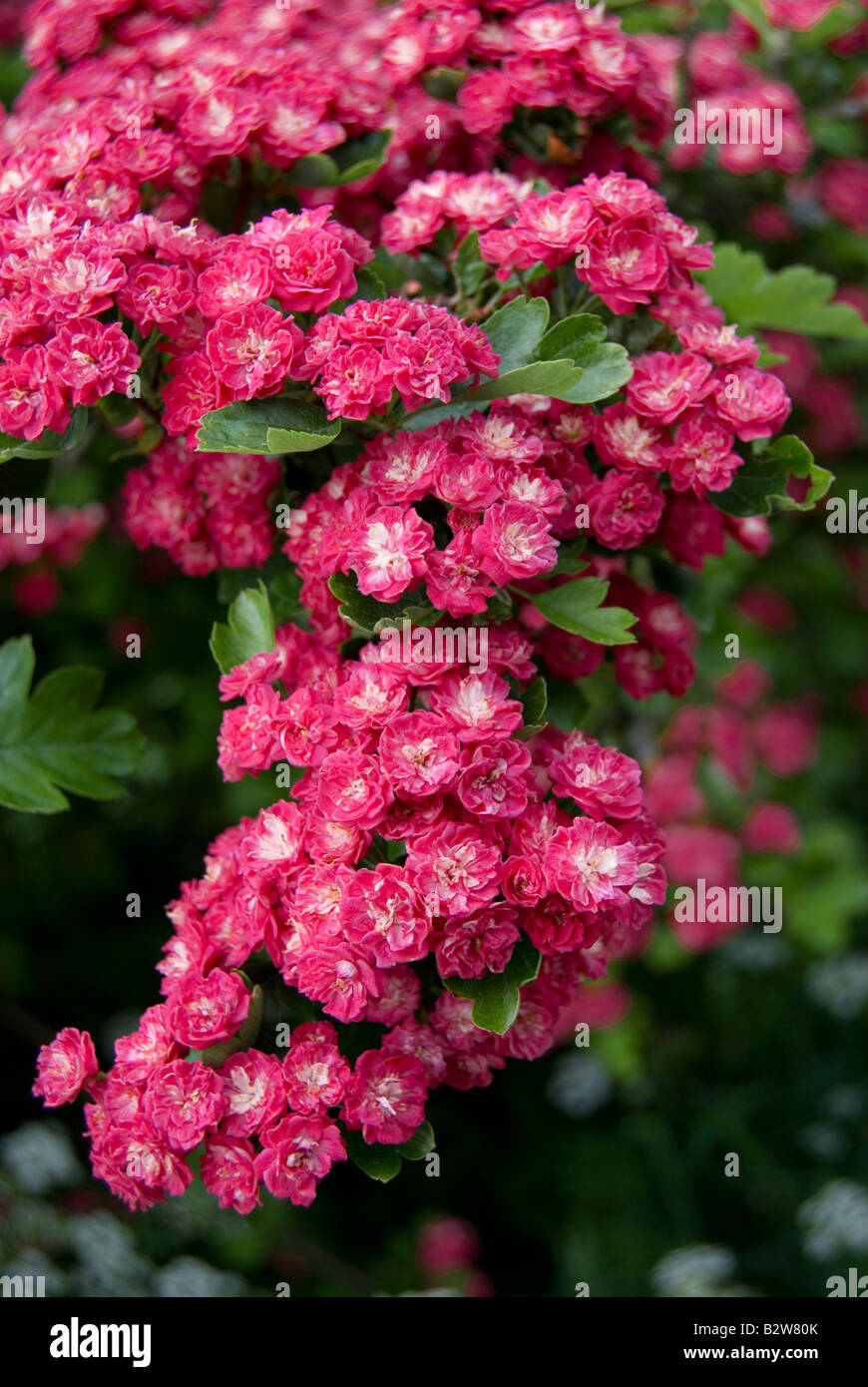 Crataegus laevigata Banque de photographies et d’images à haute ...