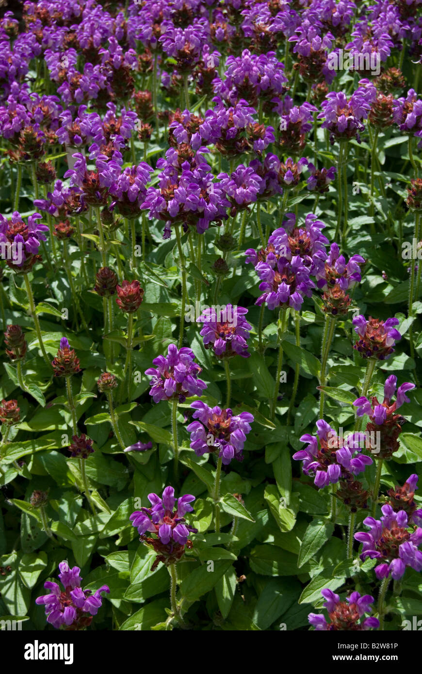 Prunella grandiflora Banque de photographies et d’images à haute ...