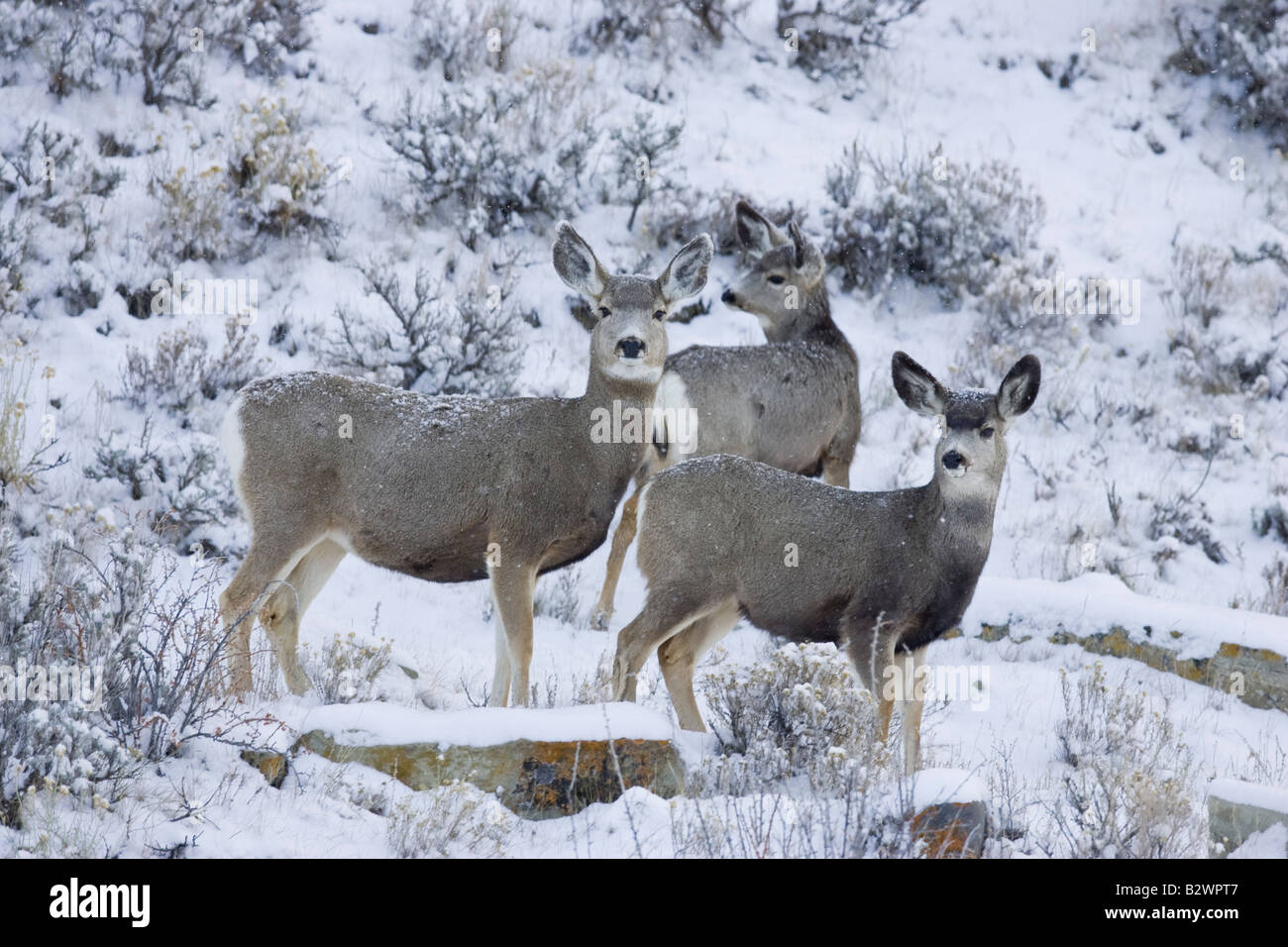 Cerf dans la neige Banque de photographies et d’images à haute ...