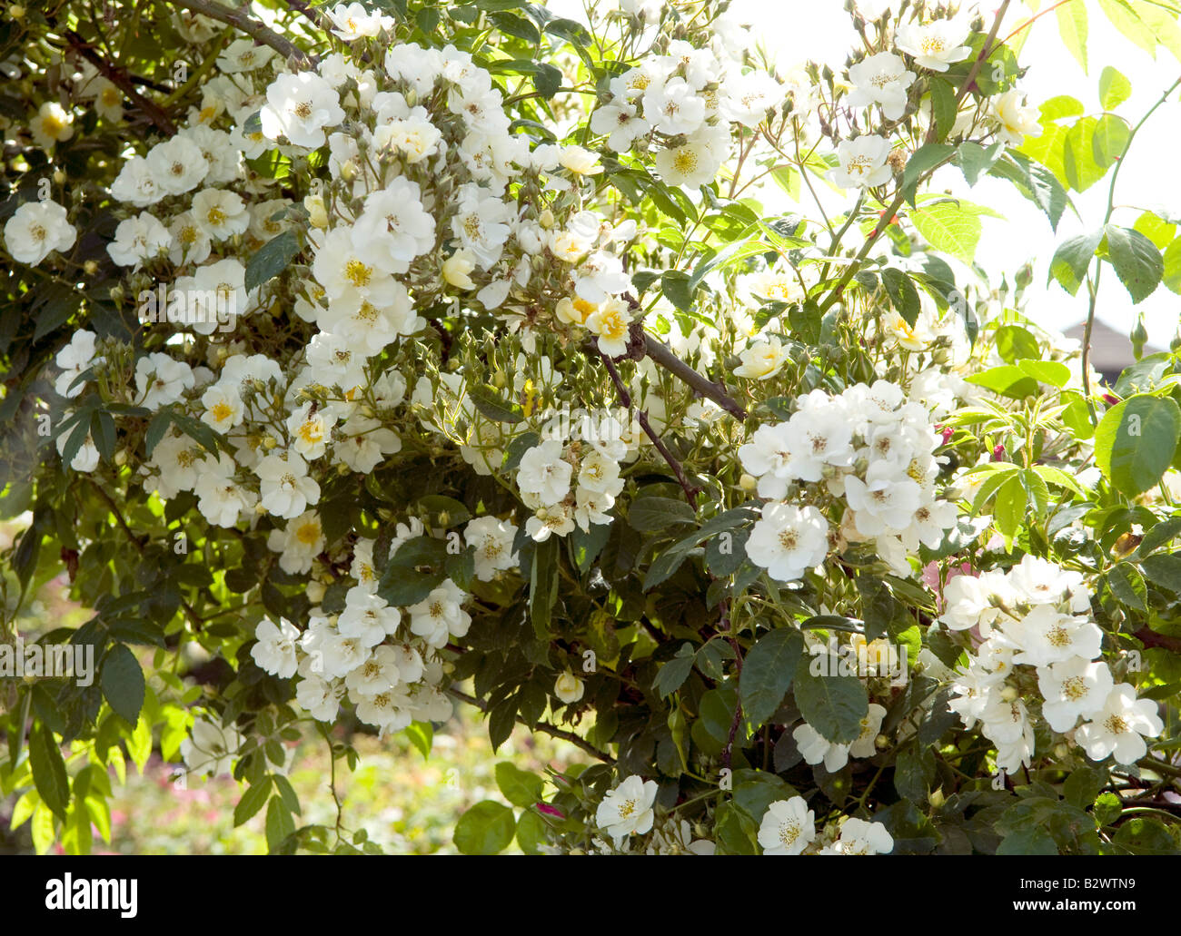 May queen Banque de photographies et d’images à haute résolution - Alamy