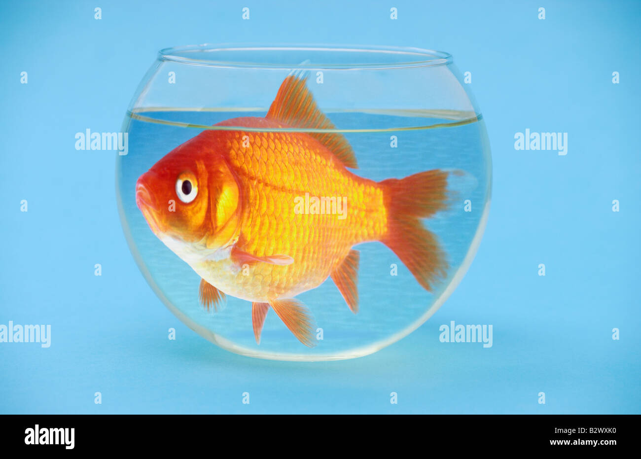 Gros poisson Banque de photographies et d’images à haute résolution - Alamy