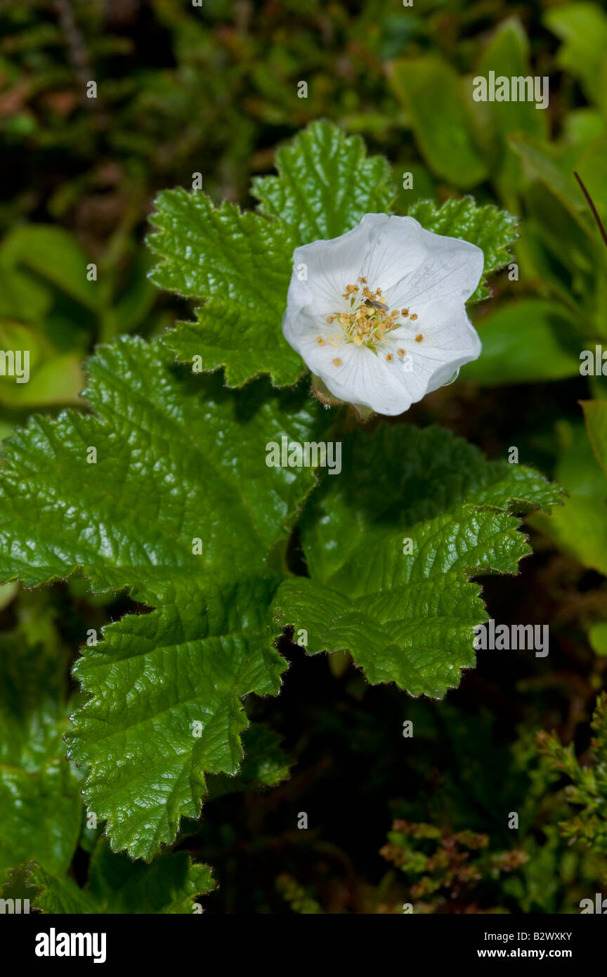 Plaquebière Rubus chamaemorus et fleur Photo Stock - Alamy