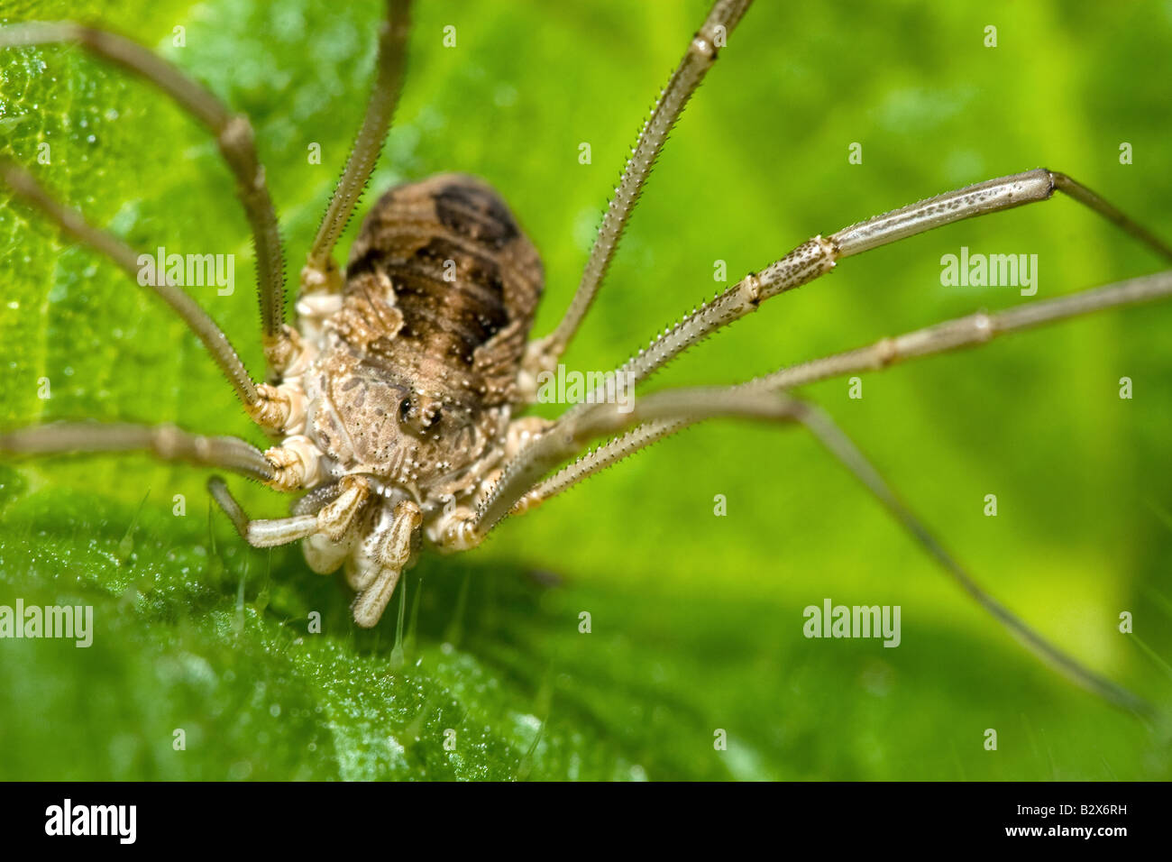 Rilaena triangularis Banque de photographies et d’images à haute ...