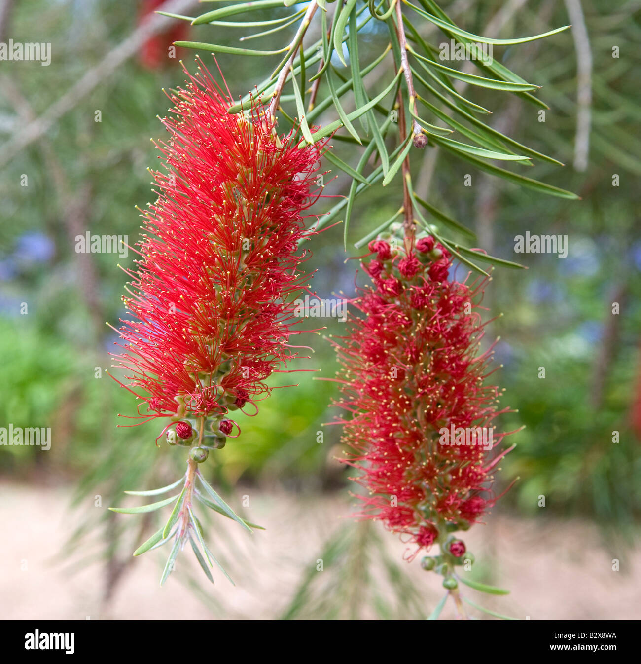 Callistemon rigidus Banque de photographies et d’images à haute ...