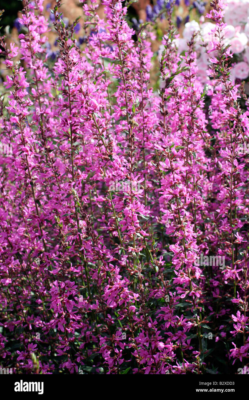 Lythrum virgatum Banque de photographies et d’images à haute résolution ...
