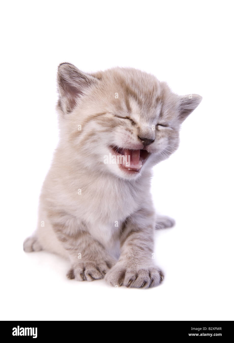 Chat qui pleure Banque d'images détourées - Alamy