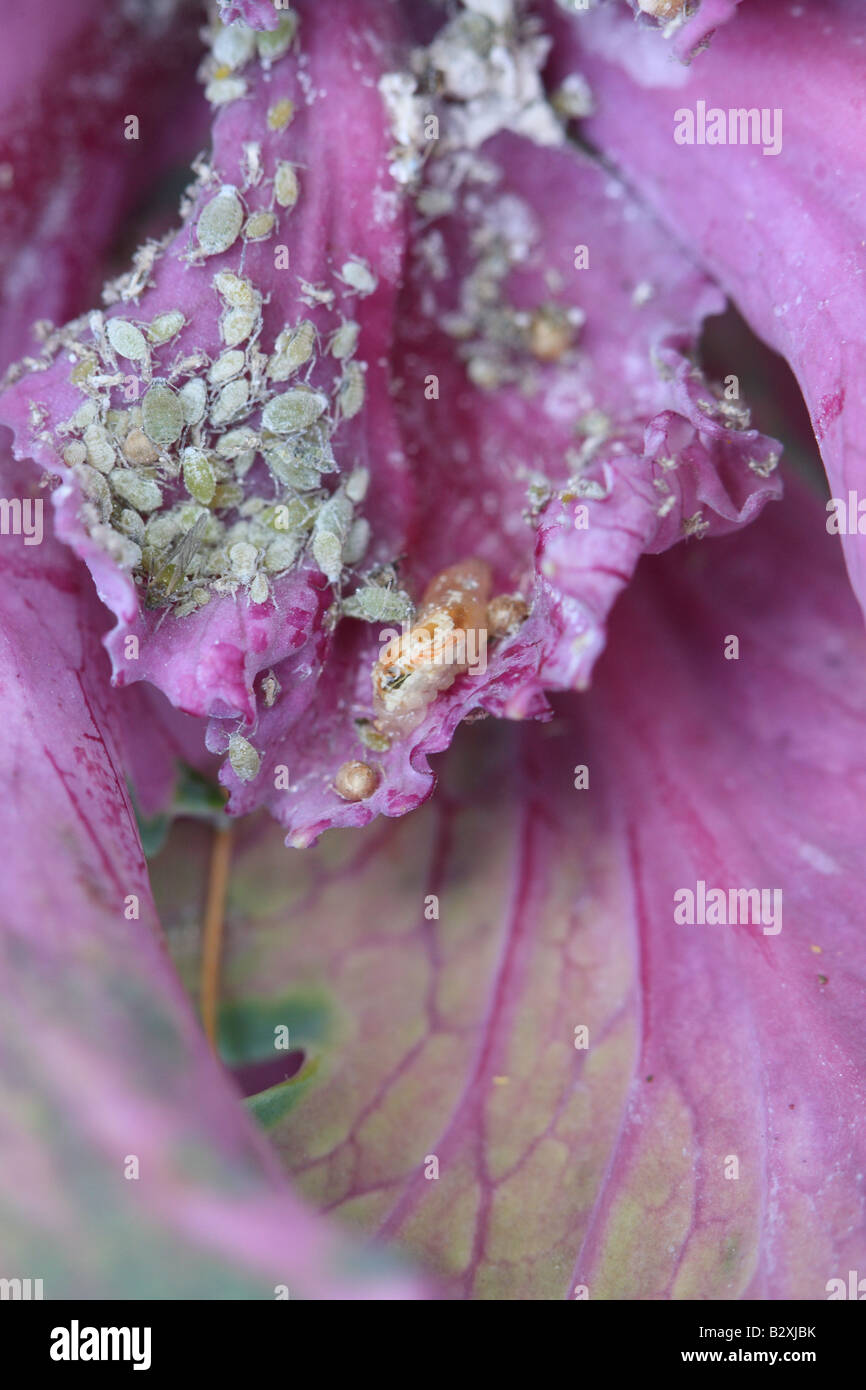 Larve se nourrissant de pucerons Banque de photographies et d’images à ...