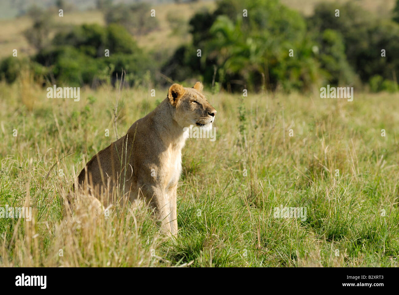 Lionne de chasse Banque de photographies et d’images à haute résolution ...