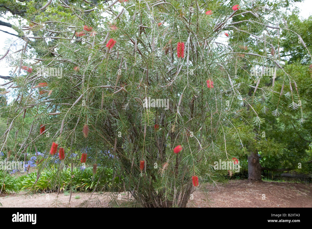 Callistemon rigidus Banque de photographies et d’images à haute ...