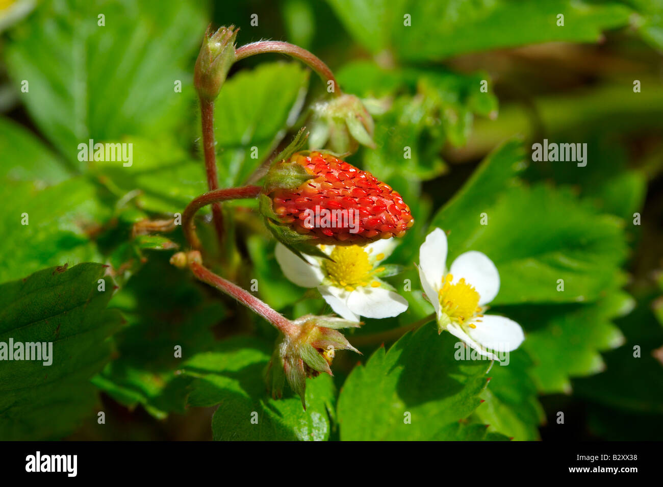 Plant de fraises en croissance Banque de photographies et d’images à ...