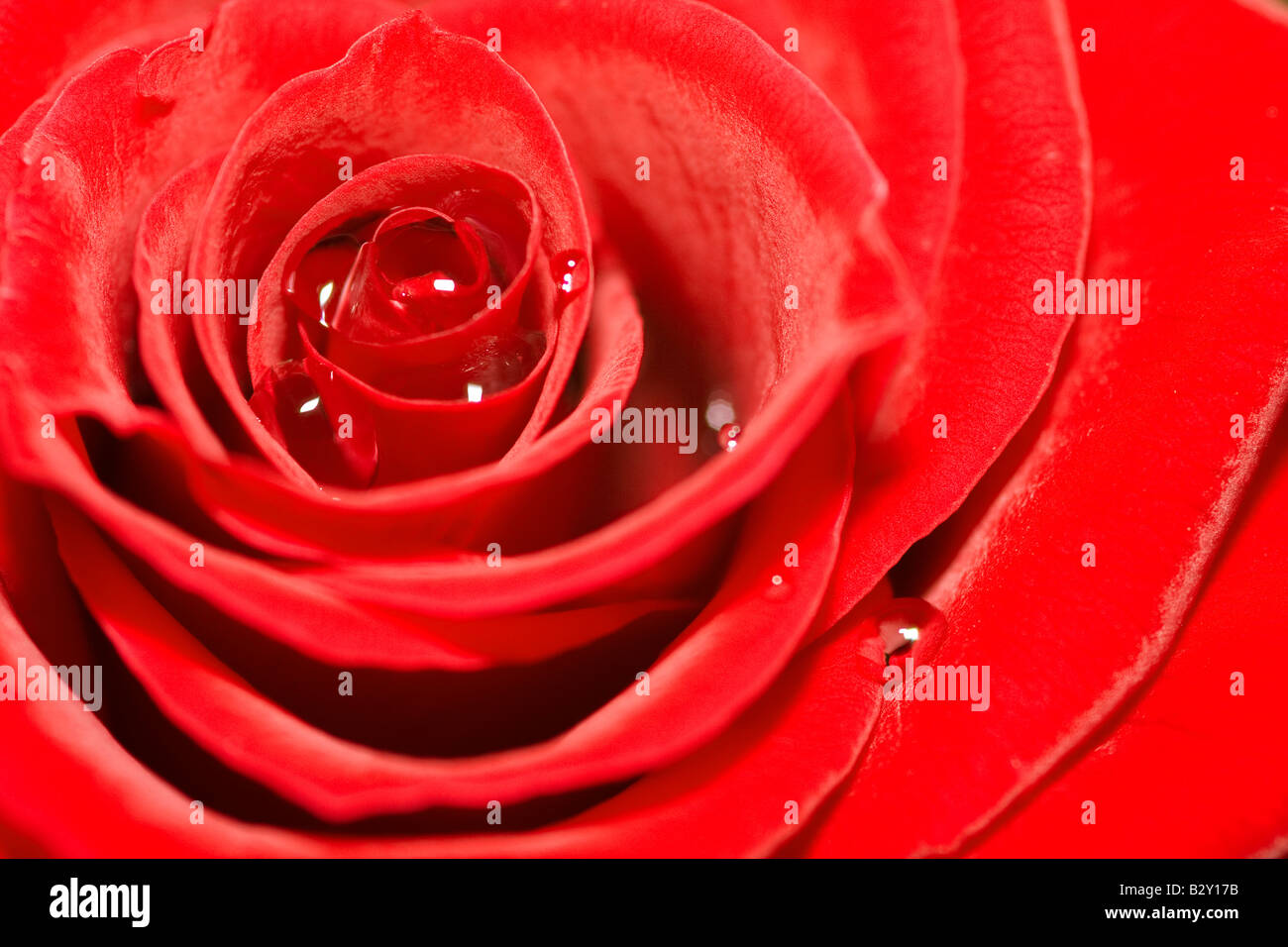 Plante Rose Rouge Banque d'image et photos - Alamy