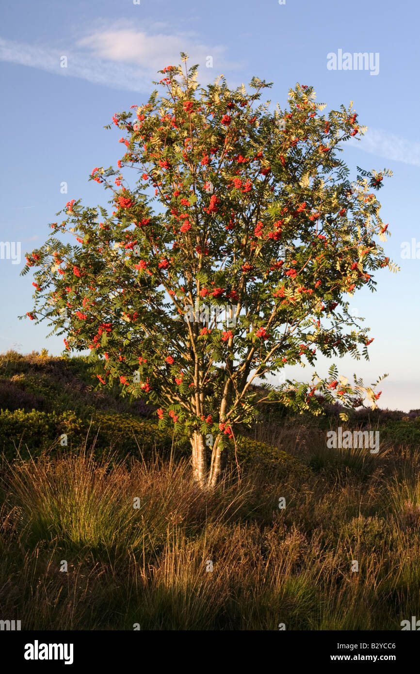 Rowan tree Banque de photographies et d’images à haute résolution - Alamy