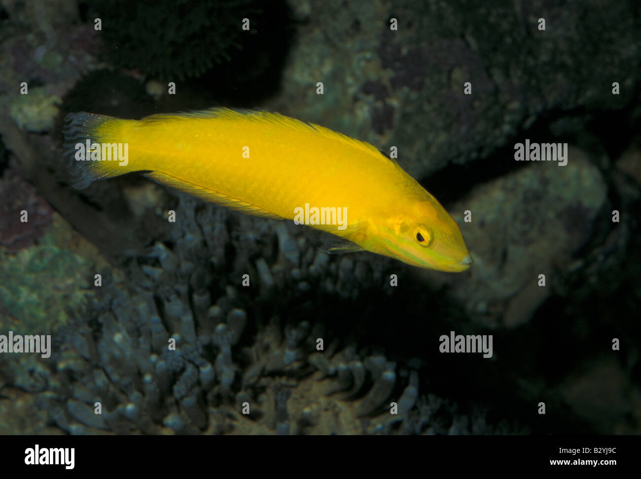 Labridae fish fishes aquarium aquaria Banque de photographies et d ...