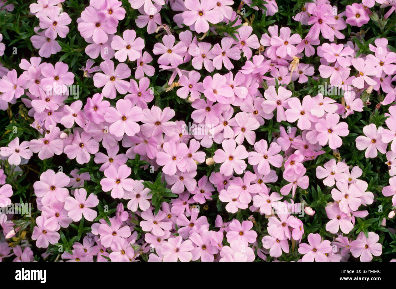 Petites Fleurs Roses Banque d'image et photos - Alamy