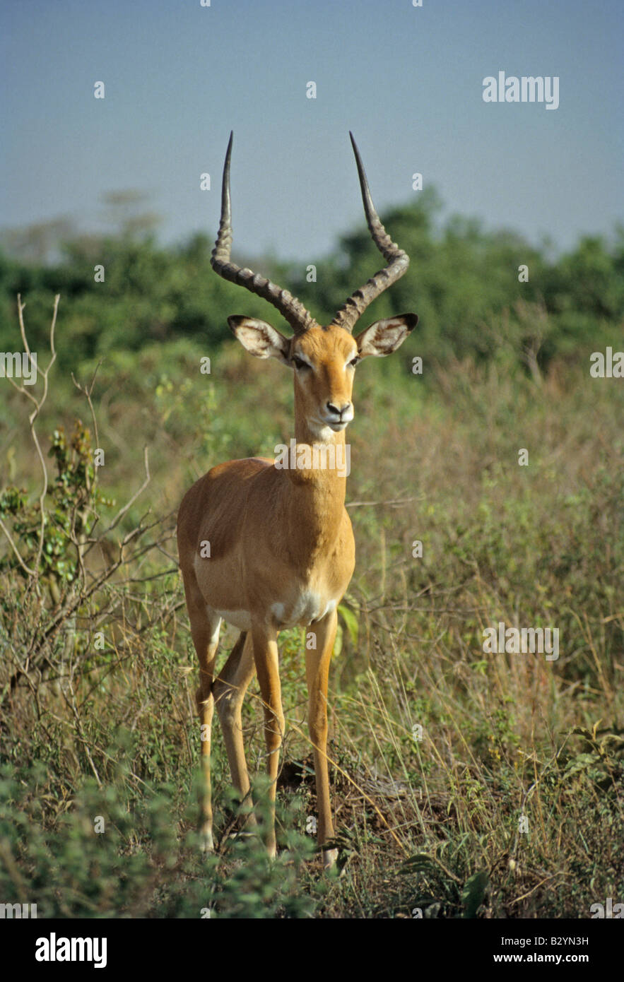 La gazelle de Thomson (Eudorcas thomsoni) est l'un des plus connus des ...