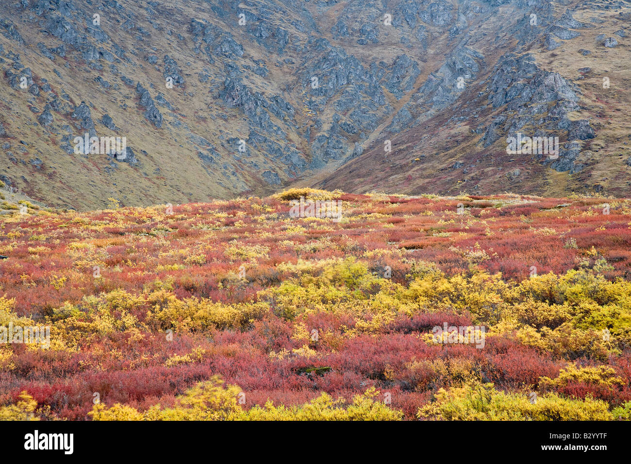 Paysage De Toundra Alpine Banque d'image et photos - Alamy