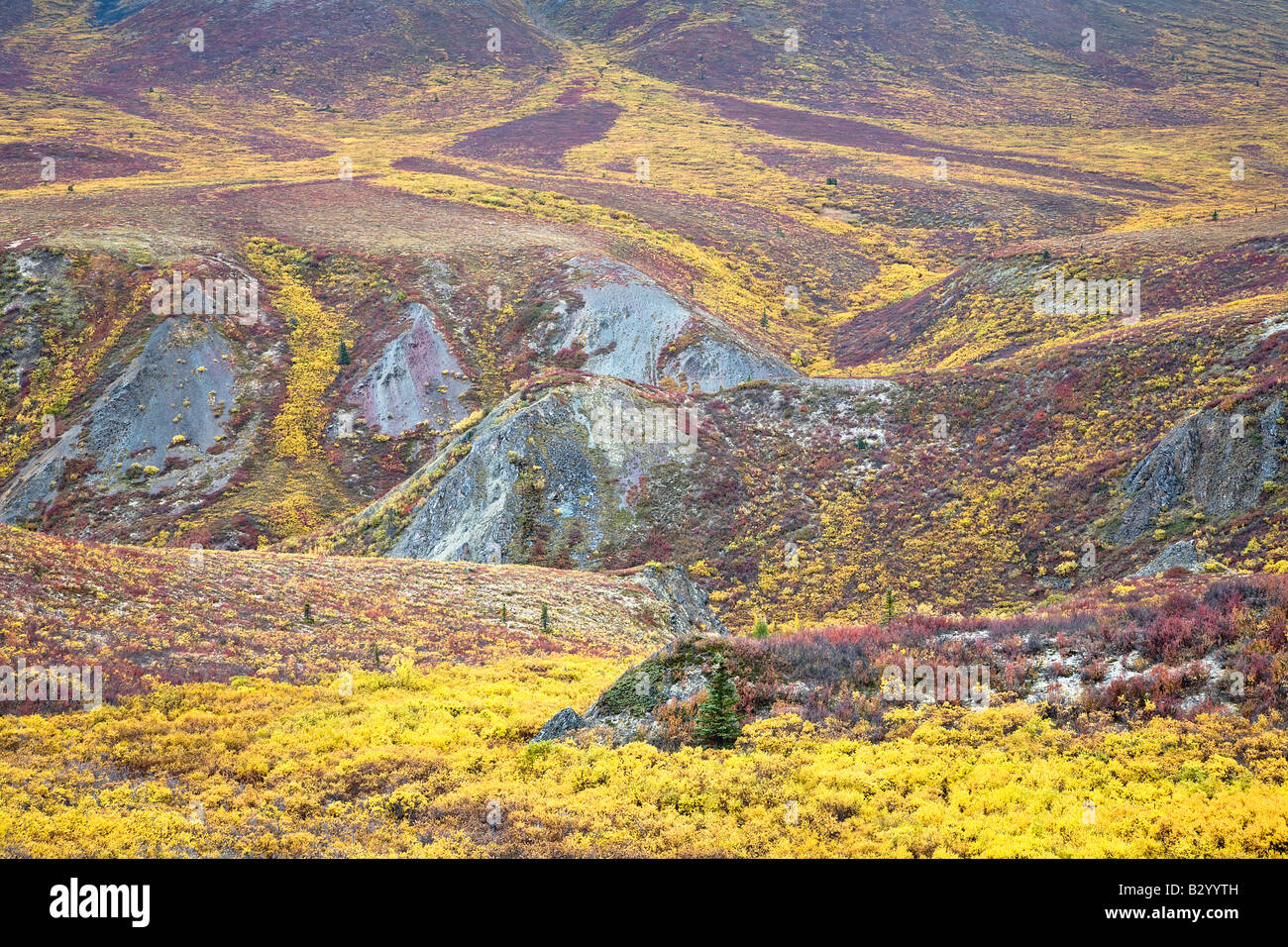 La toundra alpine à l'automne, le parc territorial Tombstone, Yukon ...