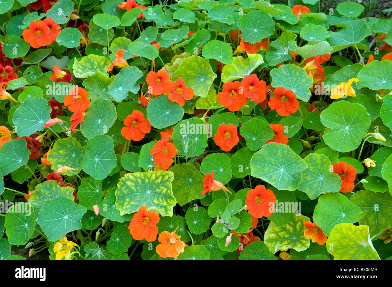 Fleurs de capucine Banque de photographies et d’images à haute ...