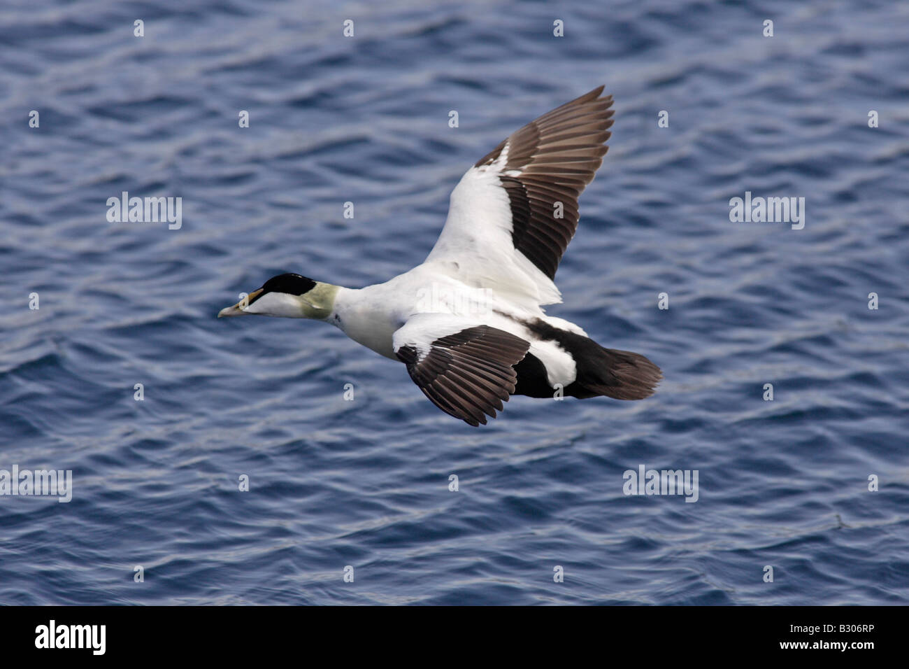 Eider canard Banque de photographies et d’images à haute résolution - Alamy