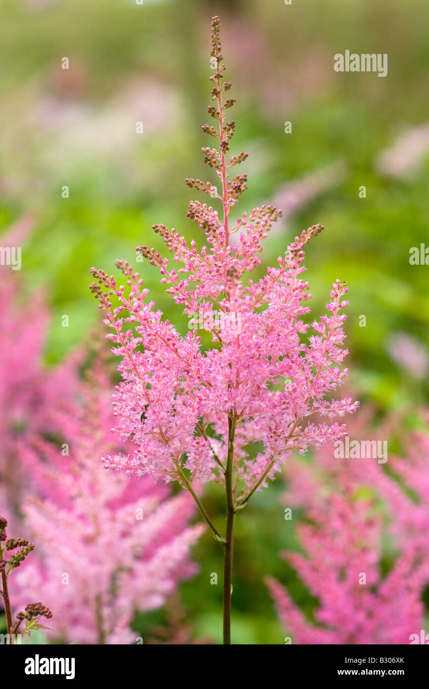 Astilbe flower Banque de photographies et d’images à haute résolution ...