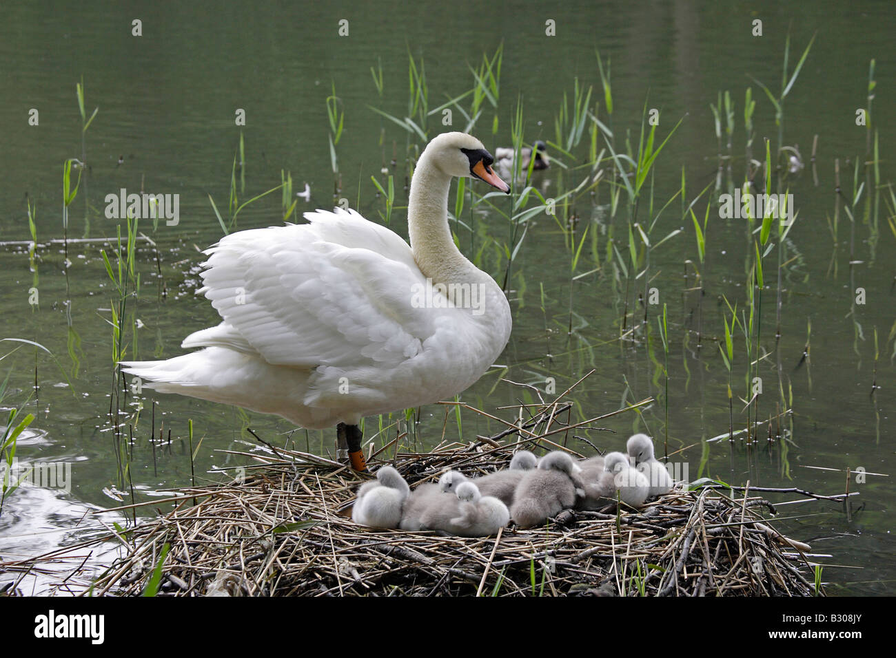 Cygne et cygnets sur nid Banque de photographies et d’images à haute résolution - Alamy