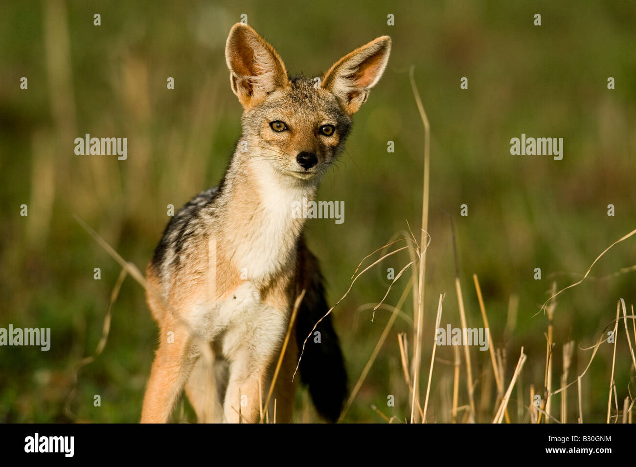 El chacal Banque de photographies et d’images à haute résolution - Alamy