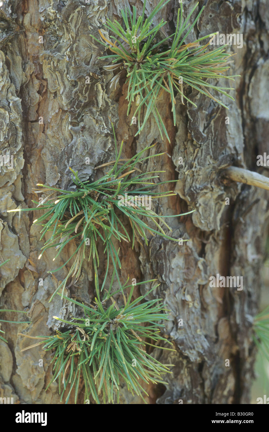 Pitch pine (pinus rigida) Banque de photographies et d’images à haute ...