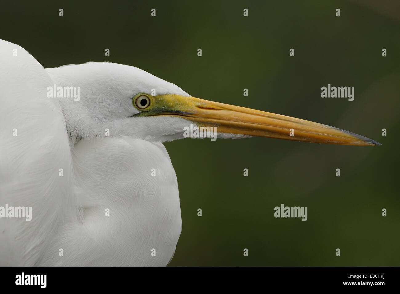 Forme d'aigrette Banque de photographies et d’images à haute résolution ...