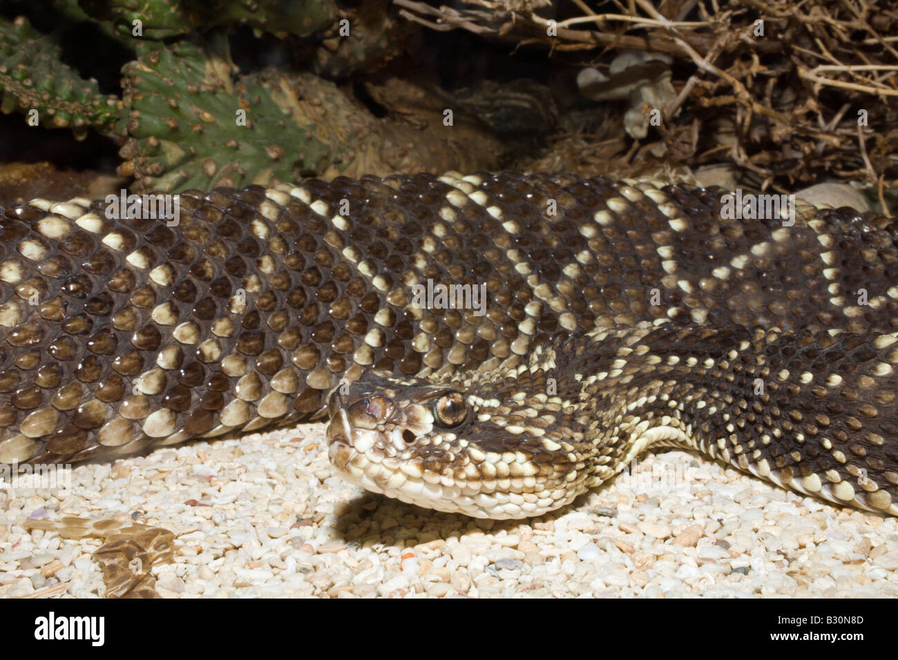 Crotalus durissus vegrandis Banque de photographies et d’images à haute ...
