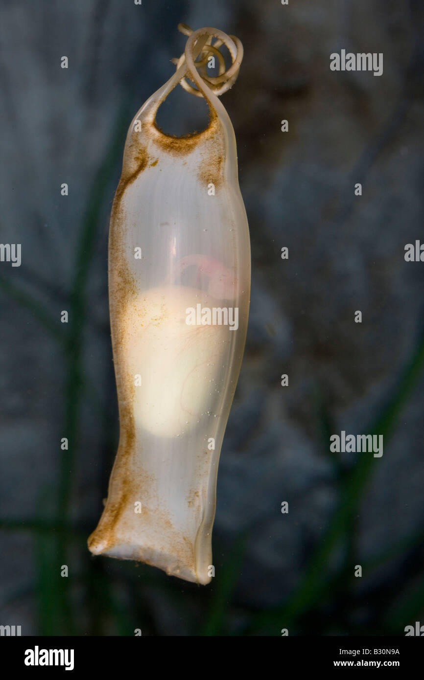 Oeufs de requin Banque de photographies et d’images à haute résolution ...